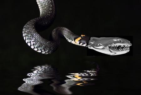 ‘얼굴은 도마뱀+몸통은 뱀’ 원시 ‘괴물 뱀’ 발견 | 나우뉴스